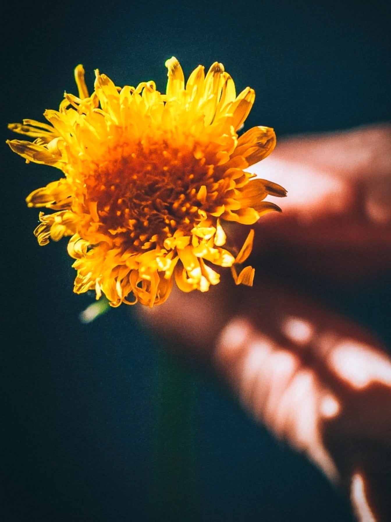 24 Amazing Dandelion Recipes - MOON and spoon and yum