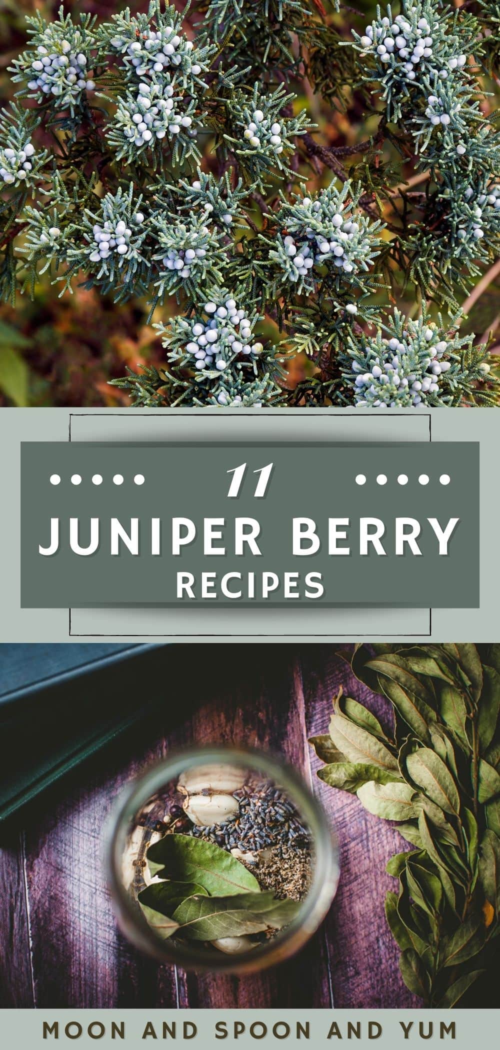 All About Juniper Berries + 15 Delicious Recipes