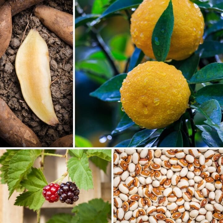 30 Foods That Start with Y - MOON and spoon and yum