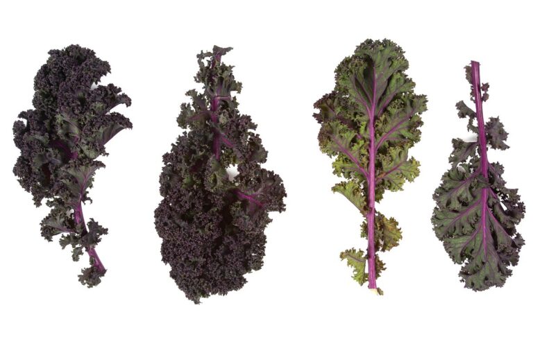 25 Purple Vegetables You Need to Try - MOON and spoon and yum