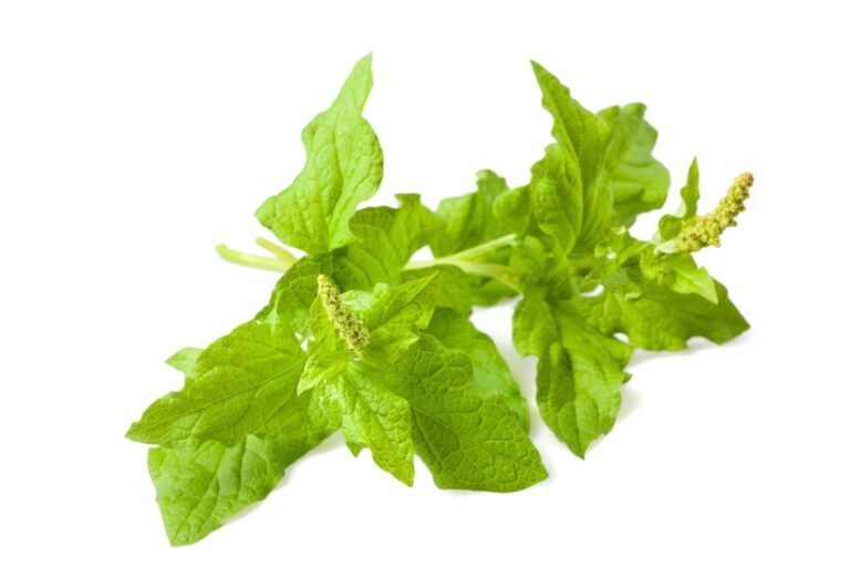 30 Vegetables That Start with S - MOON and spoon and yum